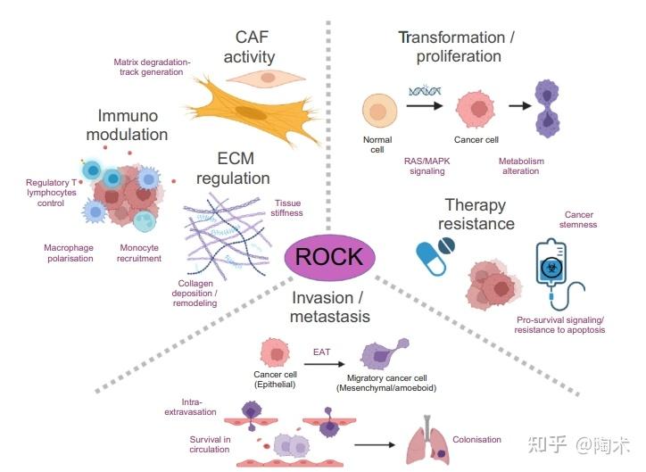 TargetMol明星分子——Y-27632 & Y-27632 2HCl - 知乎