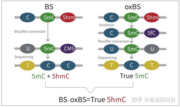 易基因｜一文读懂精准简化基因组甲基化测序(RRBS+oxRRBS)分析怎么做 - 知乎
