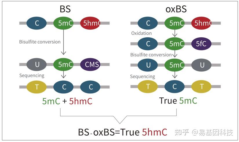 易基因｜一文读懂精准简化基因组甲基化测序(RRBS+oxRRBS)分析怎么做 - 知乎