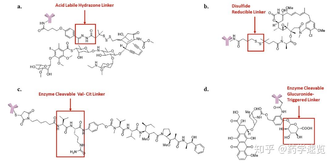 从头学习抗体药物偶联（ADC）（第三期：ADC药物关键要素梳理1 - 知乎
