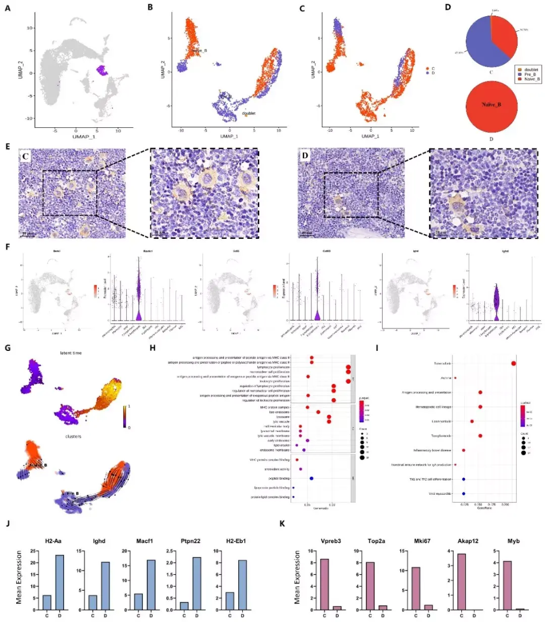 项目文章|单细胞RNA测序分析揭示了STZ诱导的1型糖尿病小鼠骨髓与骨质减少的关系 - 知乎
