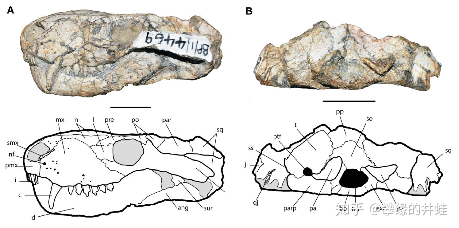 【地球演义】百兽图7：赶狻猊 - 知乎