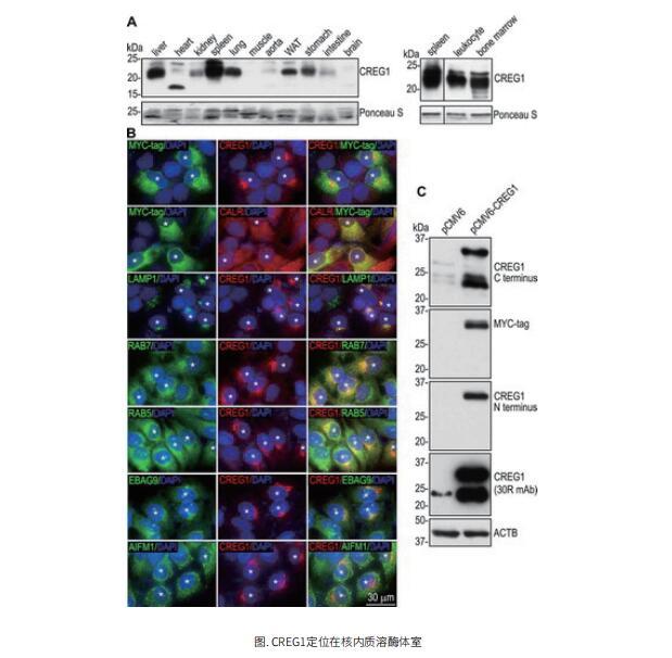 CREG1促进溶酶体的生物发生、酸化和降解 - 知乎