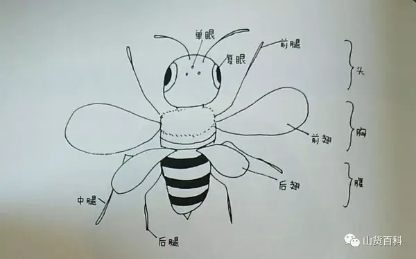 蜜蜂的体态结构与功能 知乎