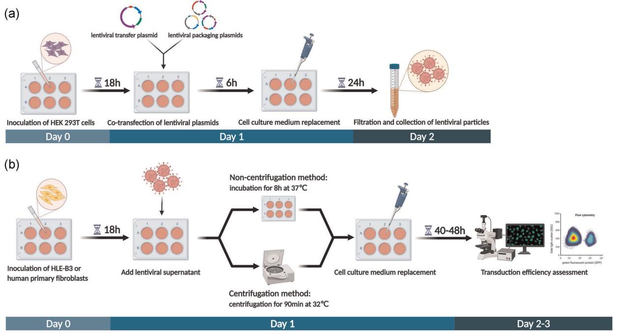 技术|如何构建肿瘤耐药细胞系 - 知乎