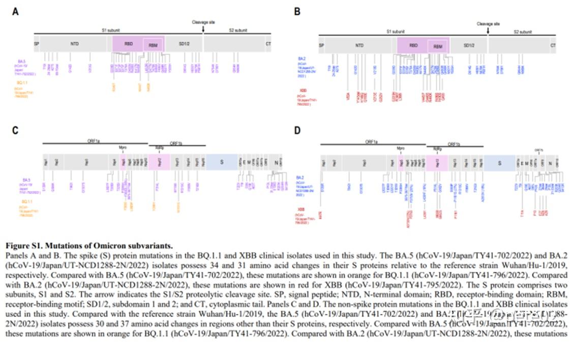 抗病毒药物对奥密克戎亚变异体BQ.1.1和XBB的疗效（抗体疗效有限，小分子仍有机会） - 知乎