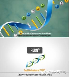 PDRN的相关作用机制 - 知乎