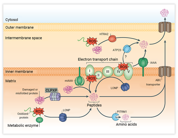 超详细 | 线粒体质量控制及机制 - MedChemExpress - 知乎