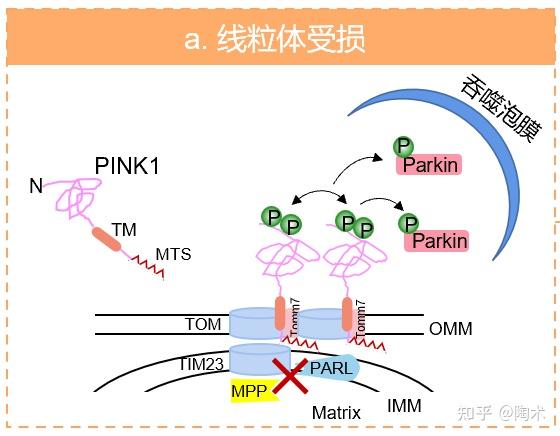 国自热点，探索如何玩转线粒体自噬！——陶术化合物库 - 知乎