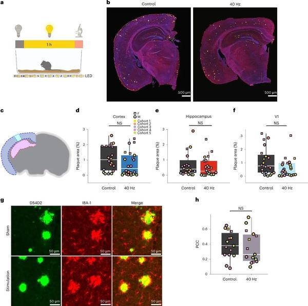 Nat Neurosci︱谜题！40Hz的光刺激能改善阿尔兹海默病吗？ - 知乎