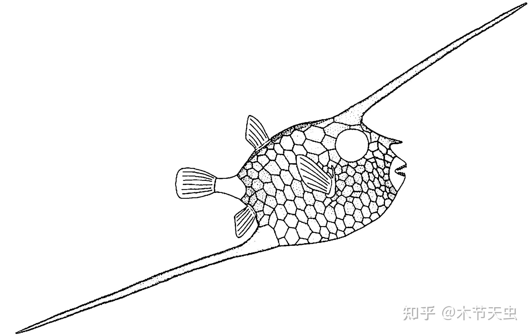 【鲀形目的演化史·其一】刺鲀，箱鲀，河鲀，鳞鲀 - 知乎