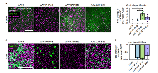 更多种AAV血清型被开发，组织特异性研究再添新选择！ - 知乎