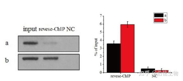 Reverse-ChIP技术详解 - 知乎