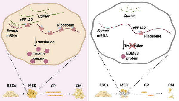 国自然热点 | LncRNA在基因表达调控中的分子机制 - 知乎