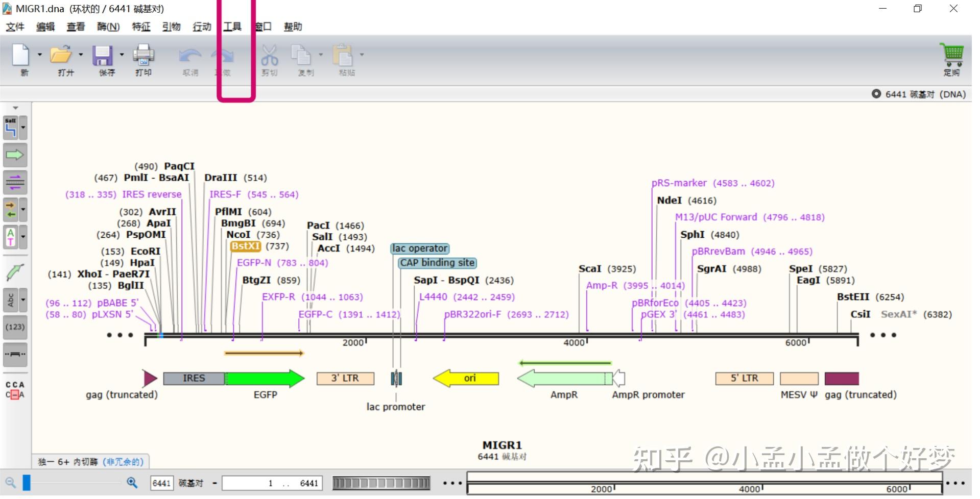 同源重组法构建质粒图谱 - 知乎