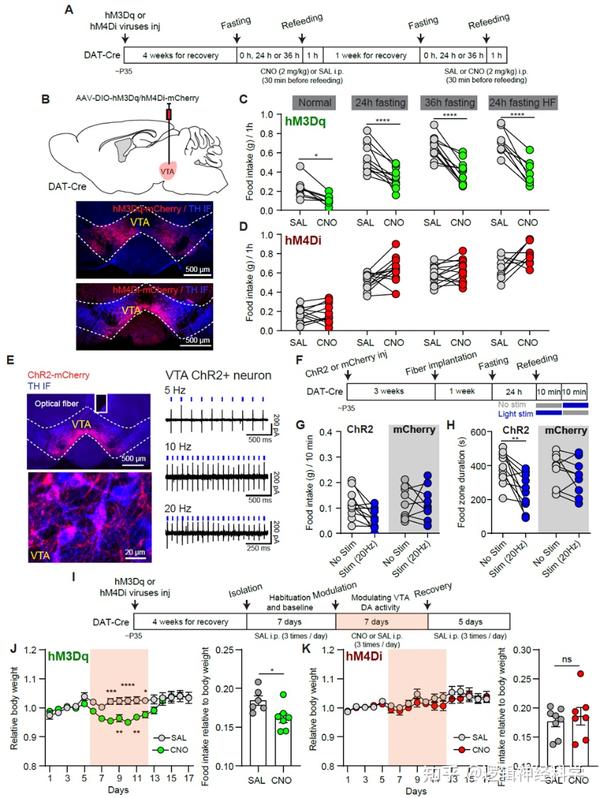 Prog Neurobiol︱复旦大学肖雷课题组揭示中脑多巴胺神经元调控进食行为的神经机制 - 知乎
