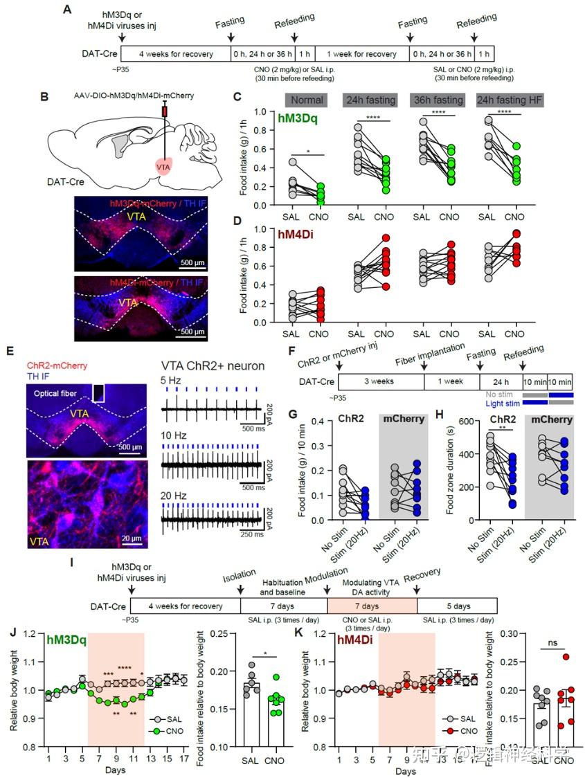 Prog Neurobiol︱复旦大学肖雷课题组揭示中脑多巴胺神经元调控进食行为的神经机制 - 知乎
