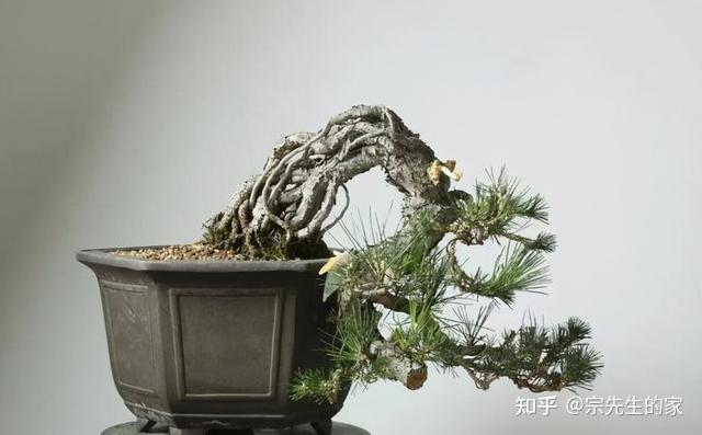 3招就能让树桩快速发芽成活，方法简单，一看就会 - 知乎