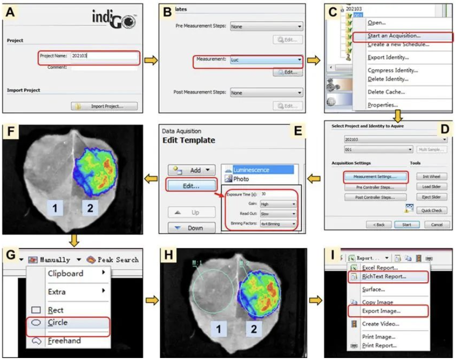 分裂荧光素酶互补成像研究本氏烟草中的蛋白质互作 - 知乎
