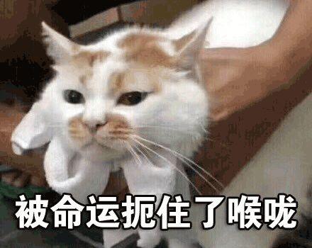 猫猫表情包合集 - 知乎