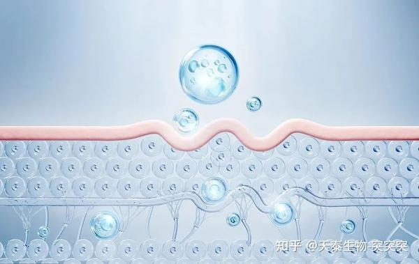 护肤品渗透和吸收是一回事吗？ 知乎