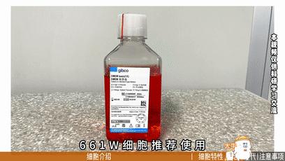 661W细胞培养，小鼠视网膜感光细胞培养攻略 - 丰晖生物 - 知乎