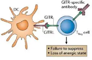 TNF受体超家族成员GITR共刺激免疫检查点分子 - 知乎