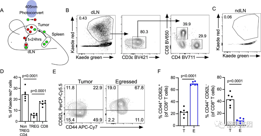 Nat Immu | 限制T细胞从肿瘤中逃逸，改进黑色素瘤免疫疗法 - 知乎