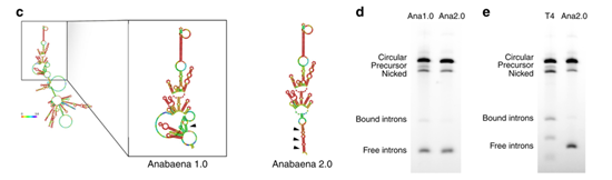 【耀文解读】环状RNA篇|深度解读构建circRNA稳定高效蛋白表达策略 - 知乎