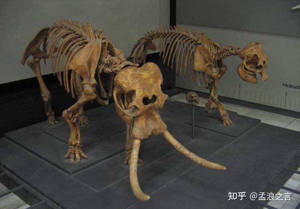 动物进化的岛屿综合征：最小的人类和最大的兔子 - 知乎