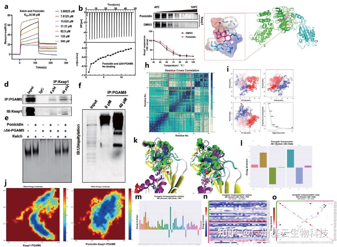 《Adv Sci》解读：HuProt™蛋白芯片筛选抗癌化合物结合蛋白！冬凌草乙素稳定KEAP1-PGAM5抑制肝癌进展 - 知乎