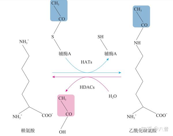 读书笔记-《承续的魅力：令人着迷的表观遗传学》 - 知乎