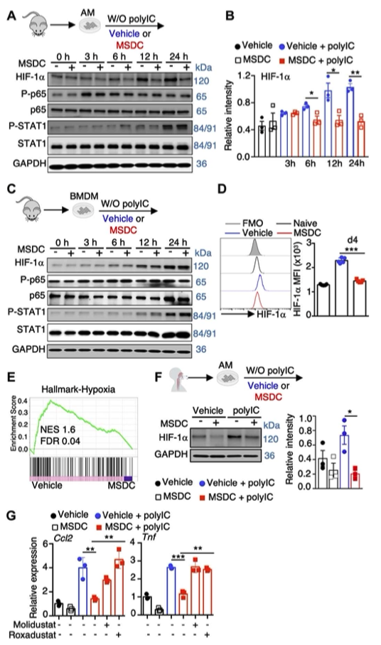 Science Immunology丨抑制线粒体丙酮酸载体可同时减轻 COVID-19 的过度炎症和高血糖 - 知乎