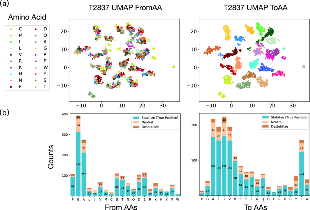 Nat. Commun. | Stability Oracle：一个基于结构的图transformer框架，用于识别稳定突变 - 知乎