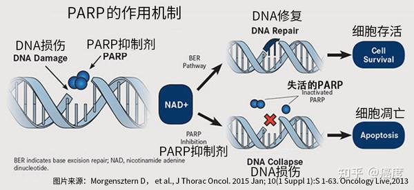 教您解读基因检测报告：如何预测PARP靶向药物的疗效？ - 知乎
