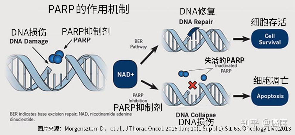 教您解读基因检测报告：如何预测PARP靶向药物的疗效？ - 知乎