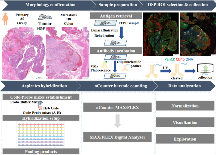 DSP(Digital Spatial Profiler)技术在神经内分泌肿瘤方面的运用 - 知乎