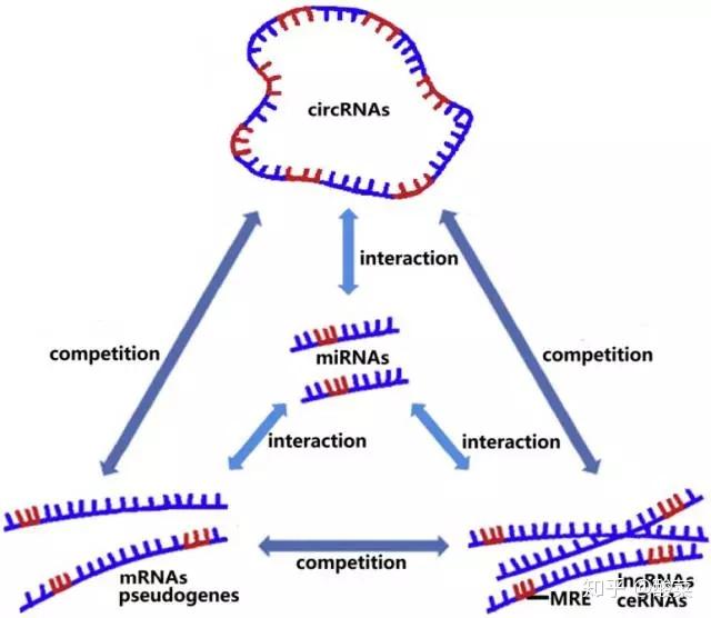 circRNA研究综述 - 知乎