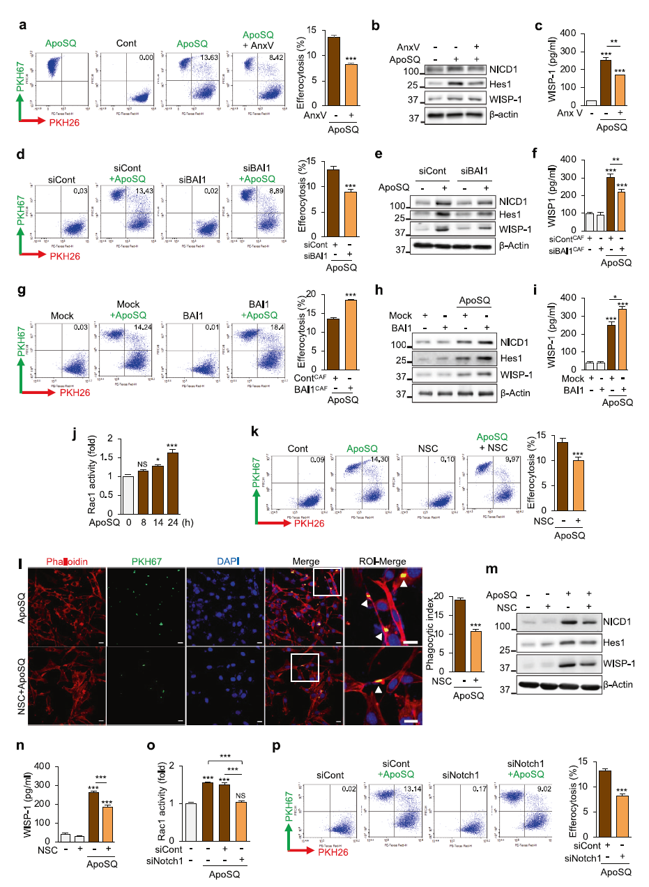 Cellular Mol Immu | 凋亡癌细胞与成纤维细胞相互作用影响癌转移 - 知乎