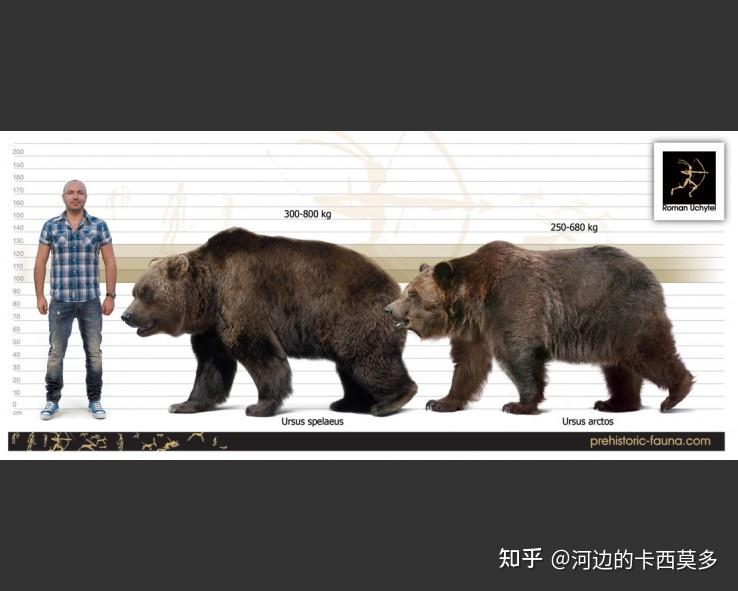 6.洞熊：走开！洞穴归我！ - 知乎