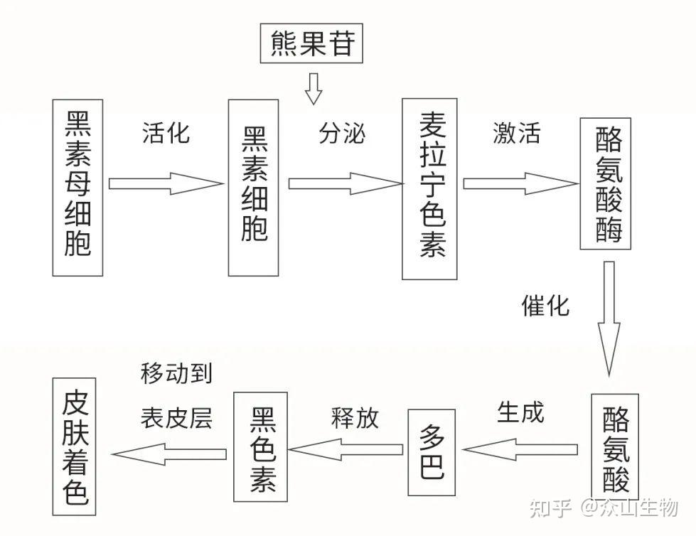 美白成分大解析α 熊果苷功效解读 知乎