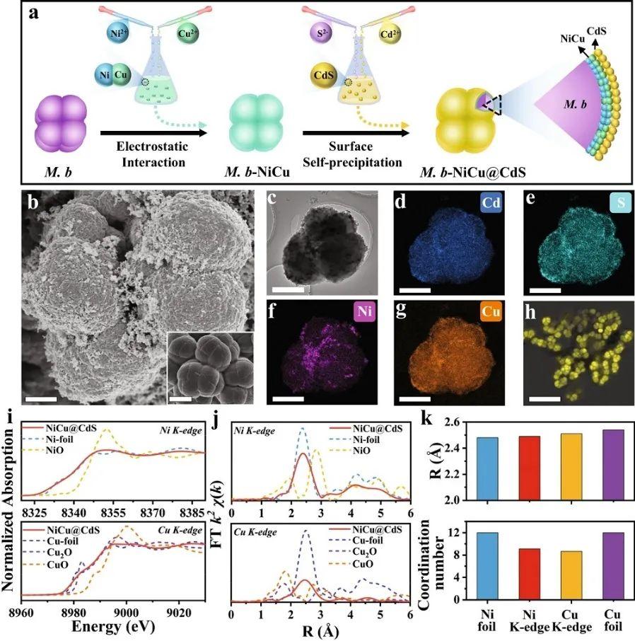 周顺桂&熊宇杰，最新Nature子刊！ - 知乎