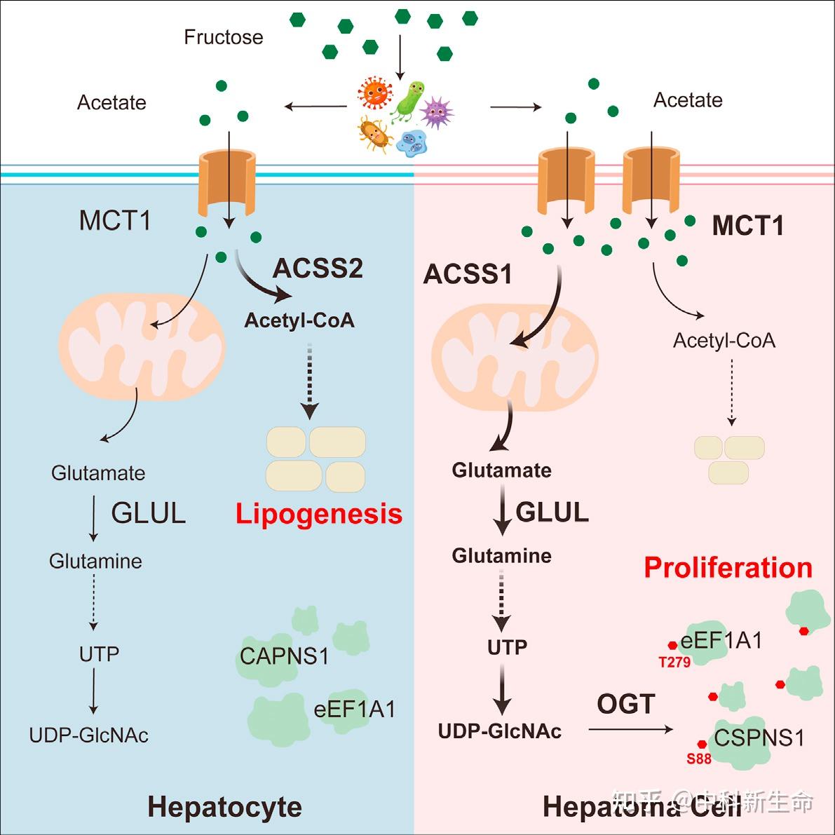 赶紧收藏丨5篇高分文章带你了解O-GlcNAc糖基化研究 - 知乎