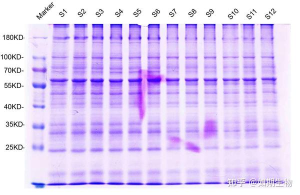 蛋白同位素标记实验Label free蛋白质谱技术 - 知乎