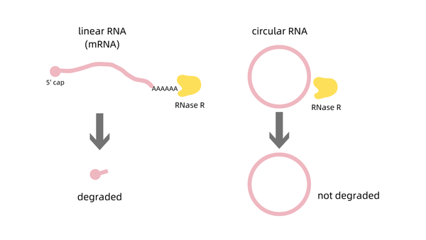 环状与线状RNA，孰优孰劣 - 知乎