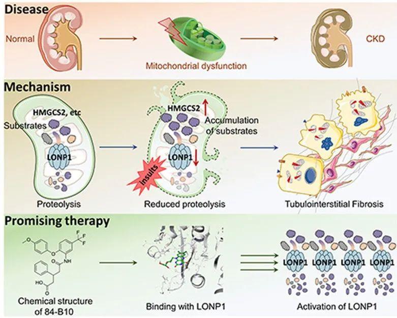 EMBO Mol Med | 南京医科大学张爱华/贾占军教授蛋白质组学发现慢性肾脏疾病的潜在治疗靶点 - 知乎