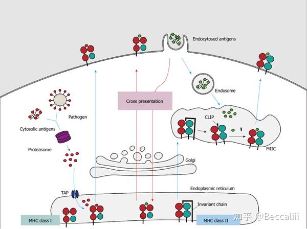 免疫系统之 HLA 与MHC - 知乎