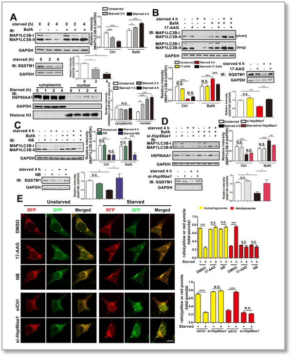 Autophagy︱杨倩课题组揭示转录因子TFEB入核调控新机制 - 知乎