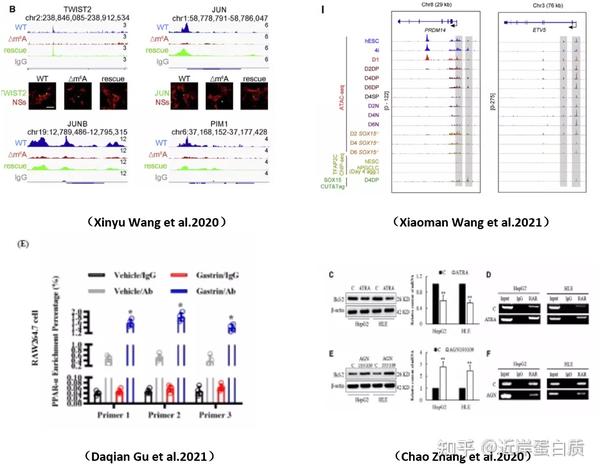 多篇文章解析CUT&Tag技术应用场景 - 知乎