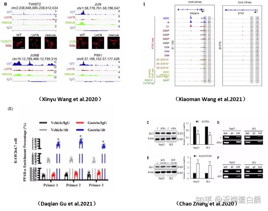多篇文章解析CUT&Tag技术应用场景 - 知乎